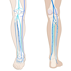 Leg-Venous: Anatomy & Physiology Module – SonoSim